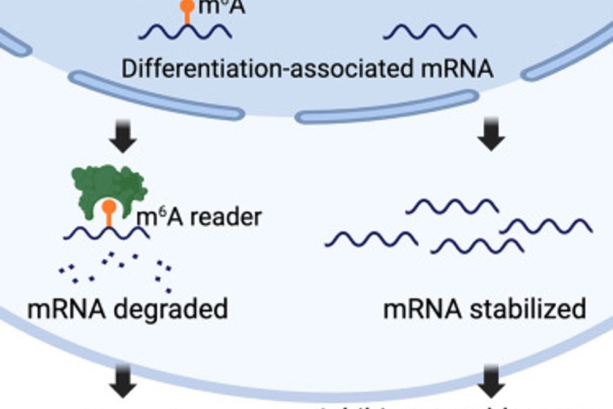 A drug molecule targeting RNA modifications suppresses neuroblastoma ...