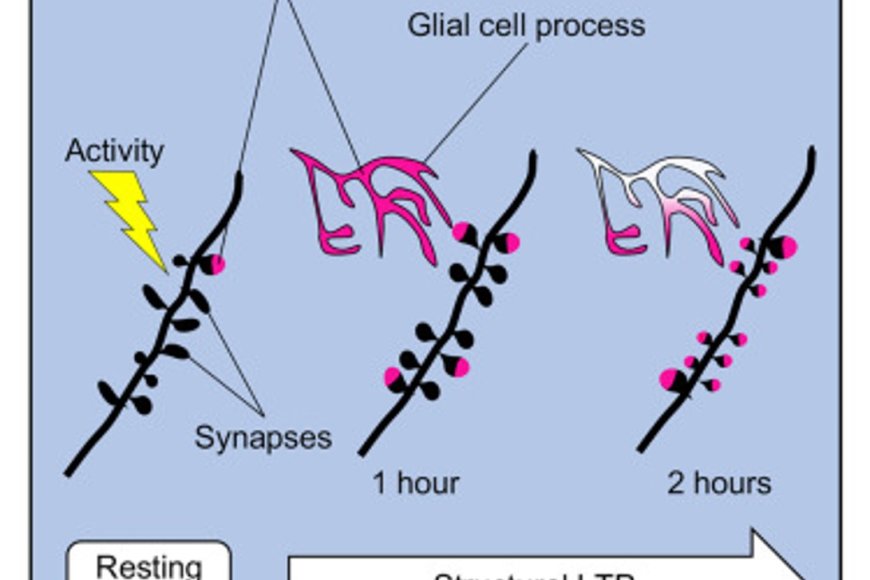 Role of ECM in brain memory - Sciencemission