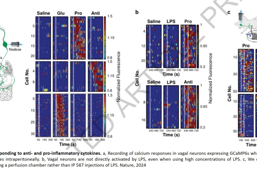 A new brain circuit in mice that controls body's inflammatory reactions ... A new brain circuit in mice that controls body's inflammatory reactions ...
