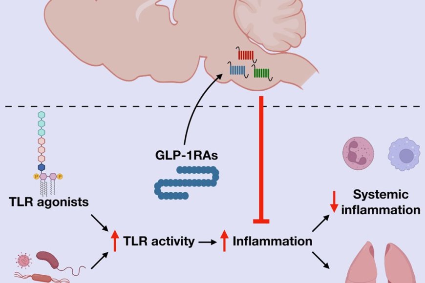 GLP-1-brain-immune axis to control inflammation - Sciencemission