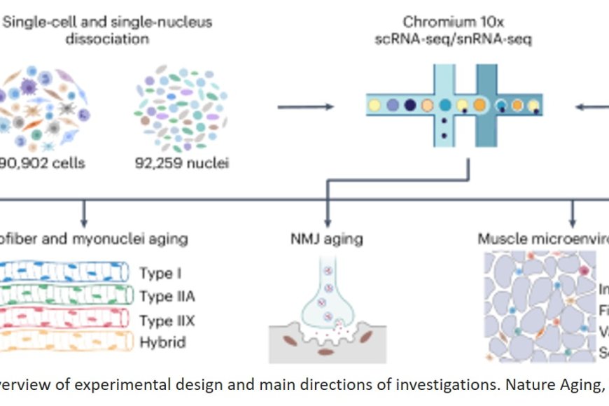 A drug molecule targeting RNA modifications suppresses neuroblastoma ...