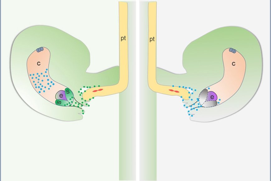 How Female Gametes Control Fertilization Recovery In Flowering Plants Sciencemission