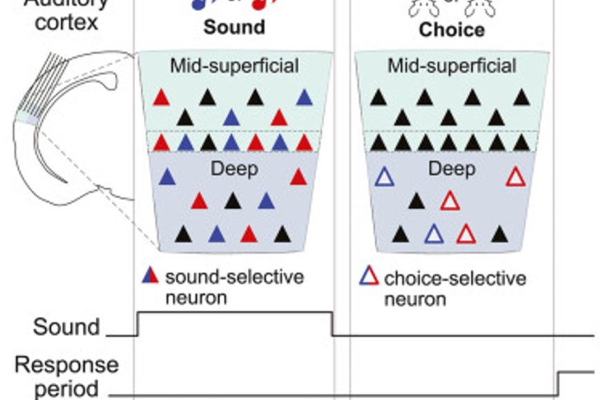 How brains convert sounds to actions - Sciencemission