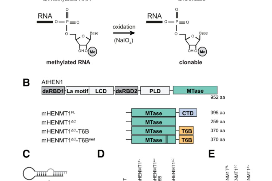 Mime-seq 2.0: a method to sequence microRNAs from specific mouse cell ...