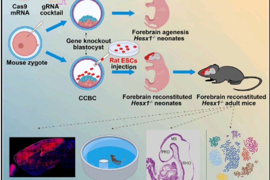 Generation of rat forebrain tissues in mice - Sciencemission