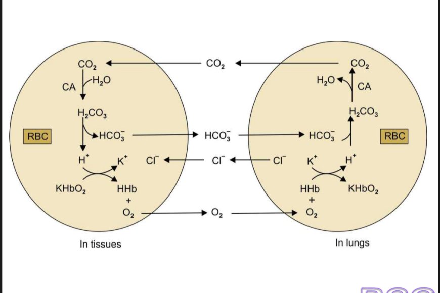 Acid-base Balance -Regulation of pH of body fluids - Sciencemission
