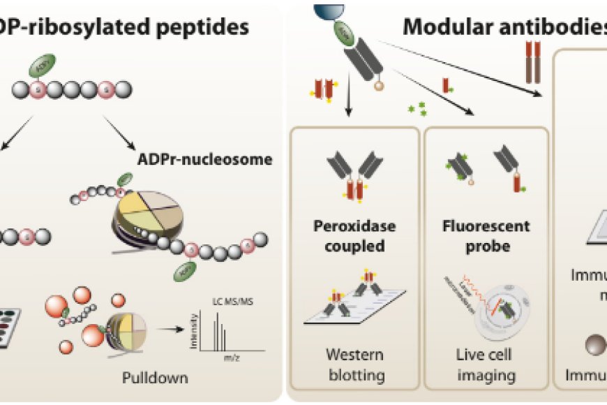 A chemical biology/modular antibody platform for ADP-ribosylation ...