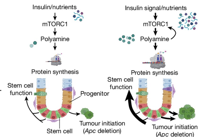Short-term post-fast refeeding enhances intestinal stemness via ...