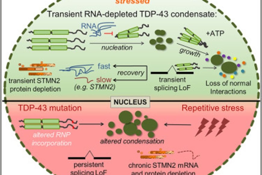 Stress-induced TDP-43 nuclear condensation causes splicing loss of ...