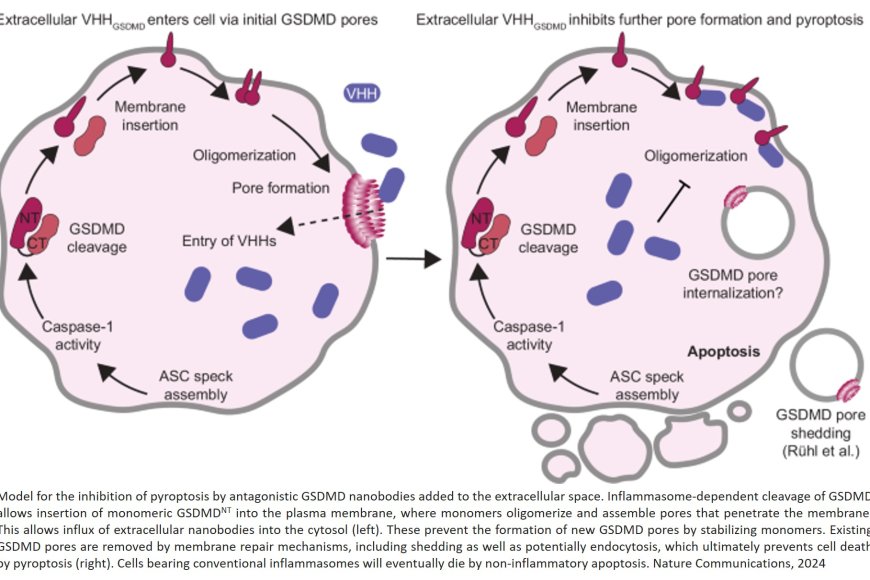Mechanism of GSDMD pore formation - Sciencemission