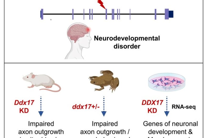 Monoallelic de novo variants in DDX17 cause a 2 neurodevelopmental ...