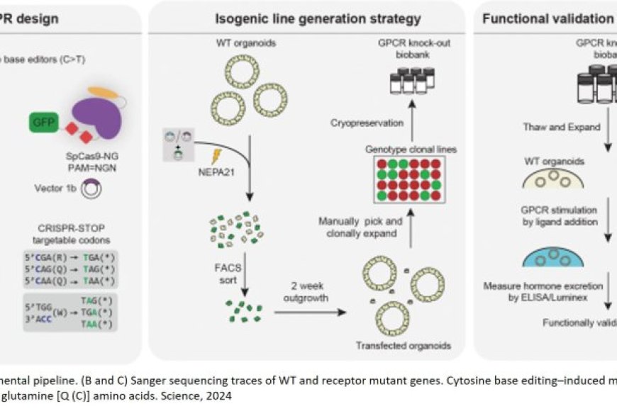 Human intestinal nutrient sensors - Sciencemission