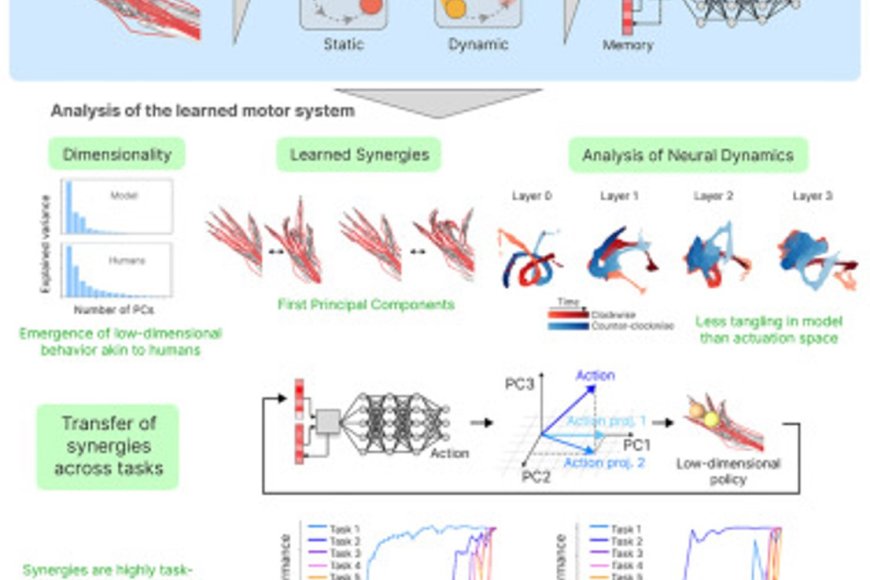 Acquiring musculoskeletal skills using AI - Sciencemission