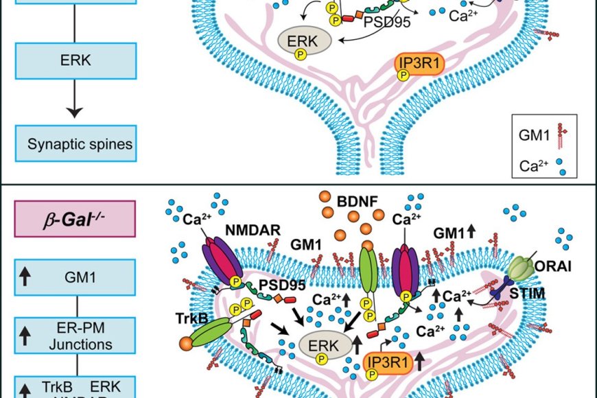 GM1-gangliosidosis model in neurodegeneration - Sciencemission