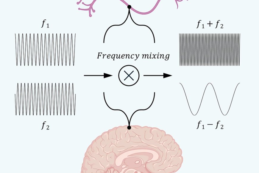 The neuron mixer and its impact on human brain dynamics - Sciencemission