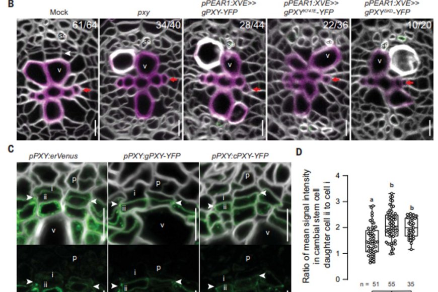 Identification of cambium stem cell factors and their positioning ...