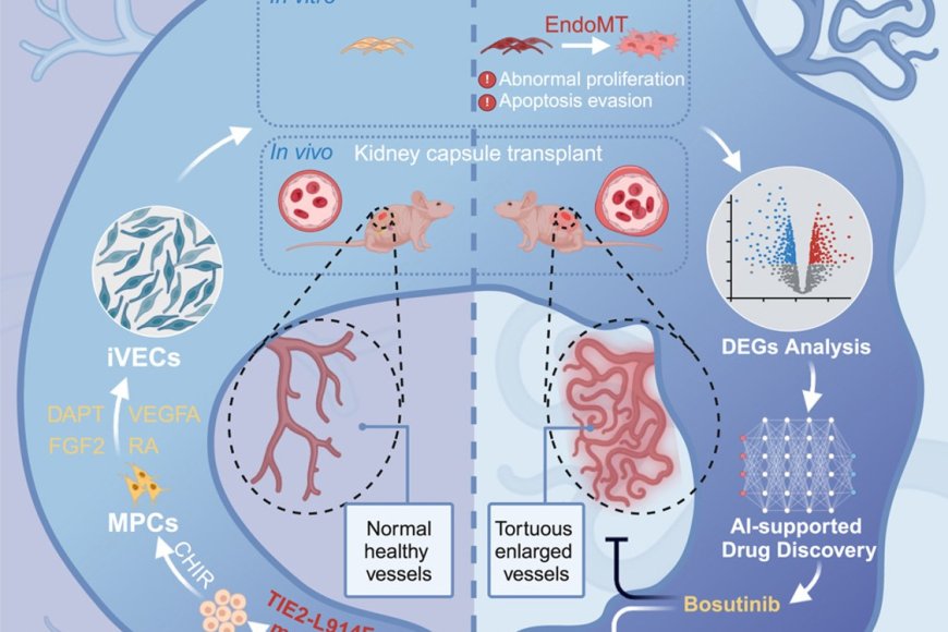 iPSC-derived human venous endothelial cells for drug discovery ...