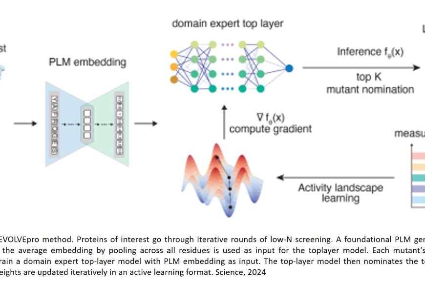 Rapid in silico directed evolution by a protein language model with ...