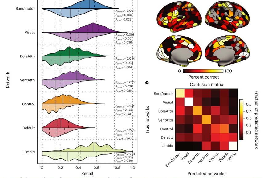How cell types shape human brain networks - Sciencemission