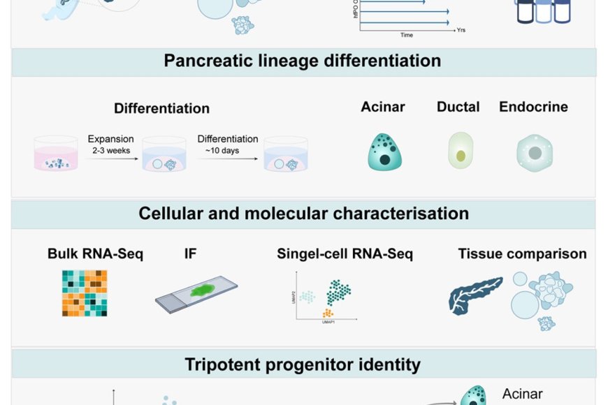 A new organoid with all key pancreas cells - Sciencemission