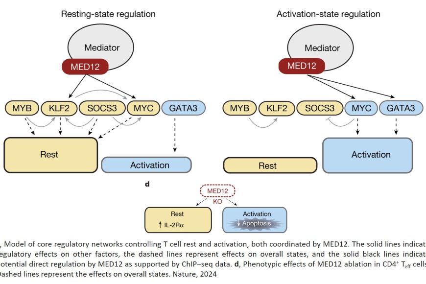 Central control of dynamic gene circuits governs T cell rest and ...