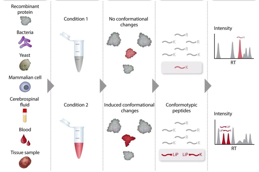 Protein conformations with limited proteolysis coupled to mass ... Protein conformations with limited proteolysis coupled to mass ...