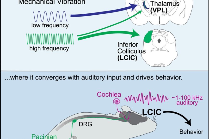 The auditory midbrain mediates tactile vibration sensing - Sciencemission