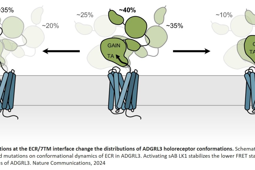 Structural determinants of adhesion G protein-coupled receptors ...