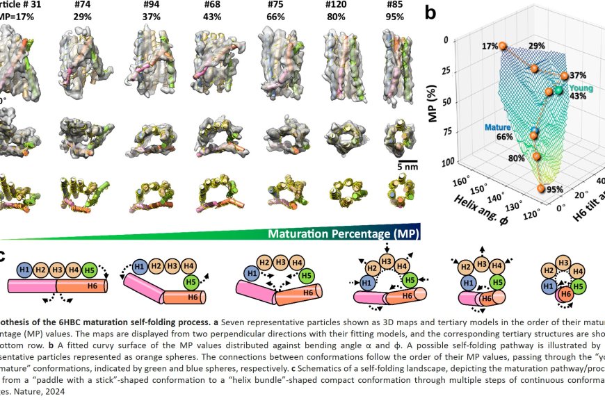 Structure of RNA self-folding! - Sciencemission