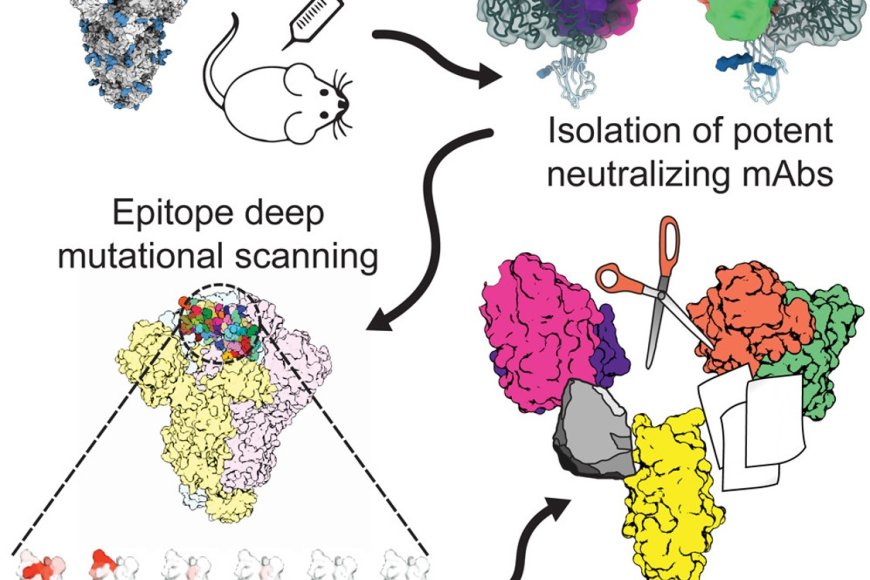 Broadly neutralizing antibodies against emerging delta-coronaviruses ...