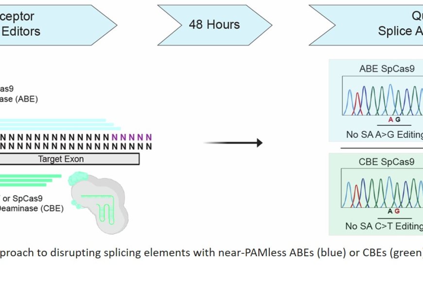 SPLICER: a highly efficient base editing toolbox that enables in vivo ...