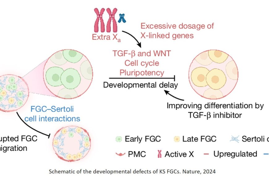 Extra X chromosome impairs the development of male fetal germ cells ...