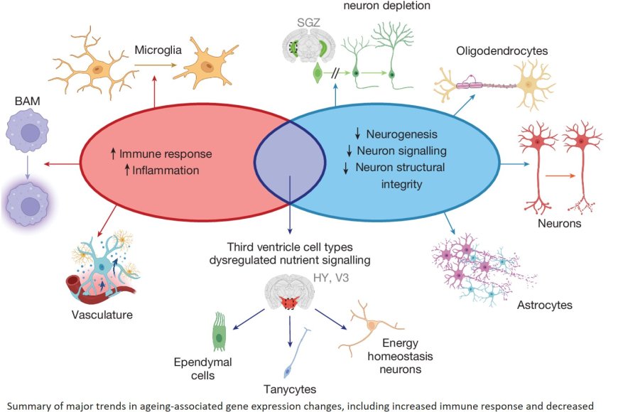 How aging may alter brain cell genetic activity - Sciencemission