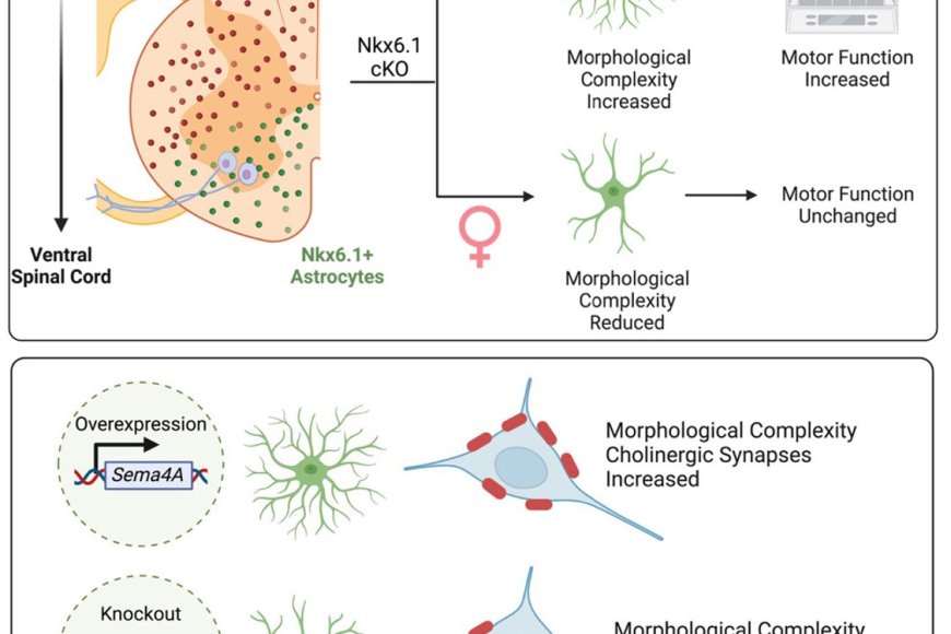 Sex Specific Astrocyte Regulation Of Spinal Motor Circuits By