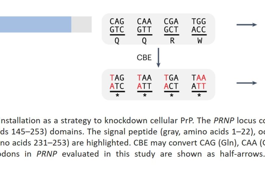 Gene editing extends lifespan in mouse model of prion disease ...