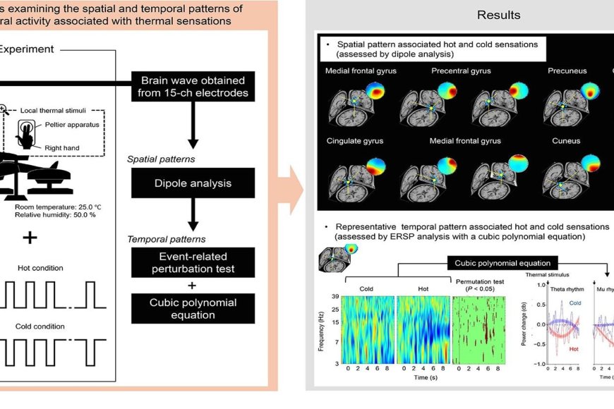 How the brain deciphers thermal sensations - Sciencemission