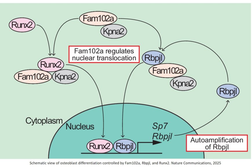 Fam102a translocates Runx2 and Rbpjl to facilitate Osterix expression ...