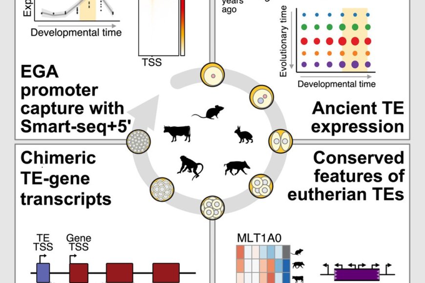 Ancient viral DNA shapes early embryo development - Sciencemission