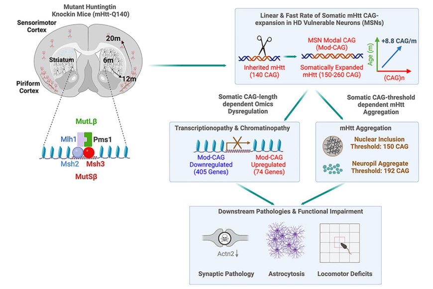 Distinct mismatch-repair complex genes set neuronal CAG-repeat ...