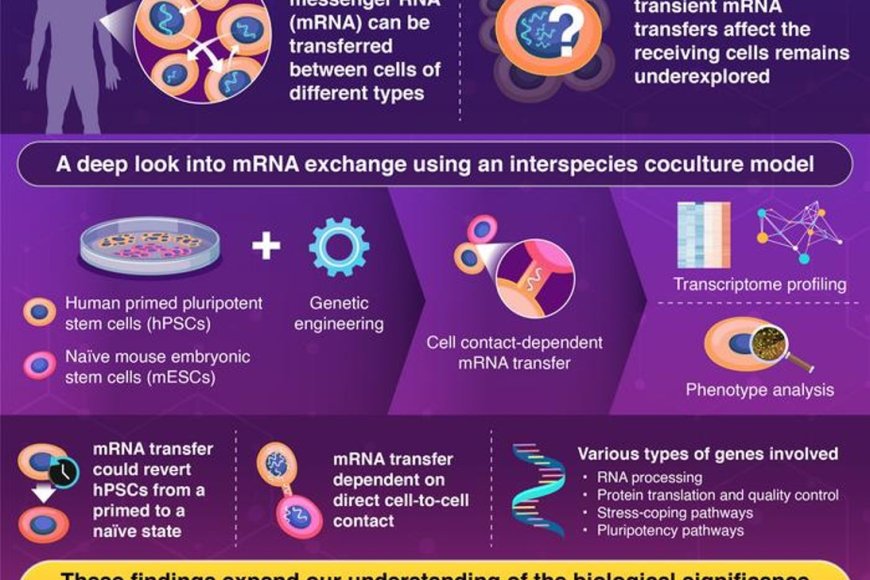 Intercellular mRNA transfer alters the human pluripotent stem cell ...
