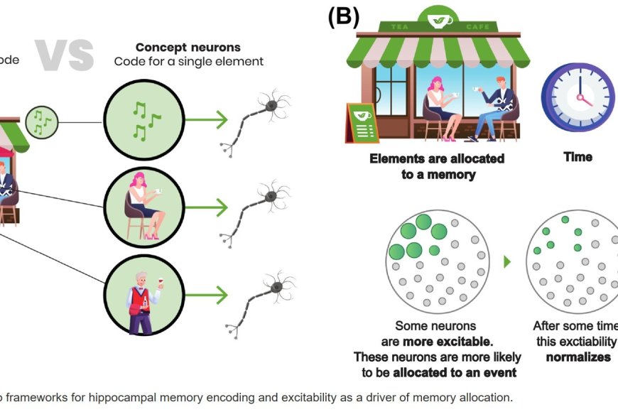 On the origin of memory neurons in the human hippocampus - Sciencemission
