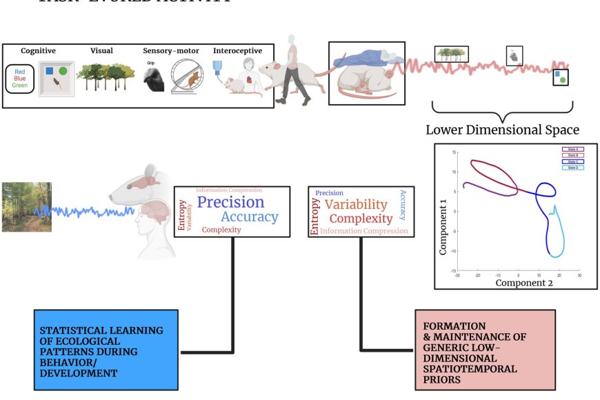 Spontaneous brain activity across scales and species is predictable ...