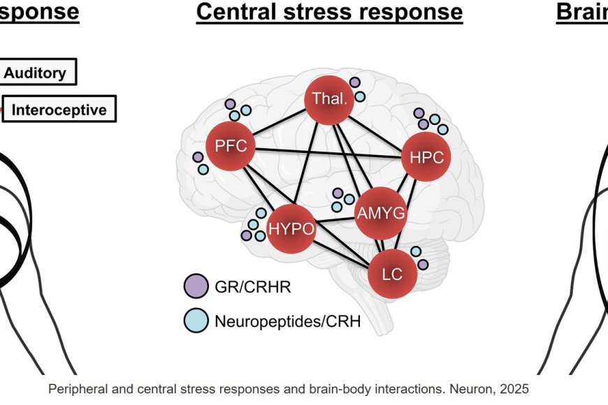 The evolving neurobiology of early-life stress - Sciencemission
