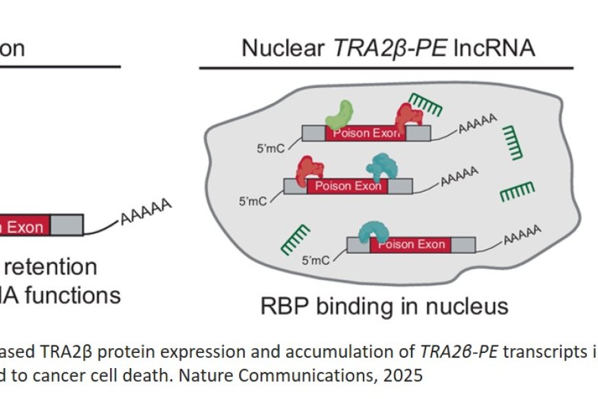 How to reactivate cancer’s molecular “kill switch” - Sciencemission