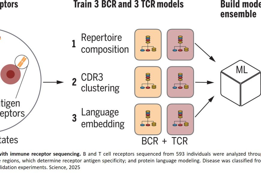 Machine learning of B cell and T cell receptor sequences for disease ...