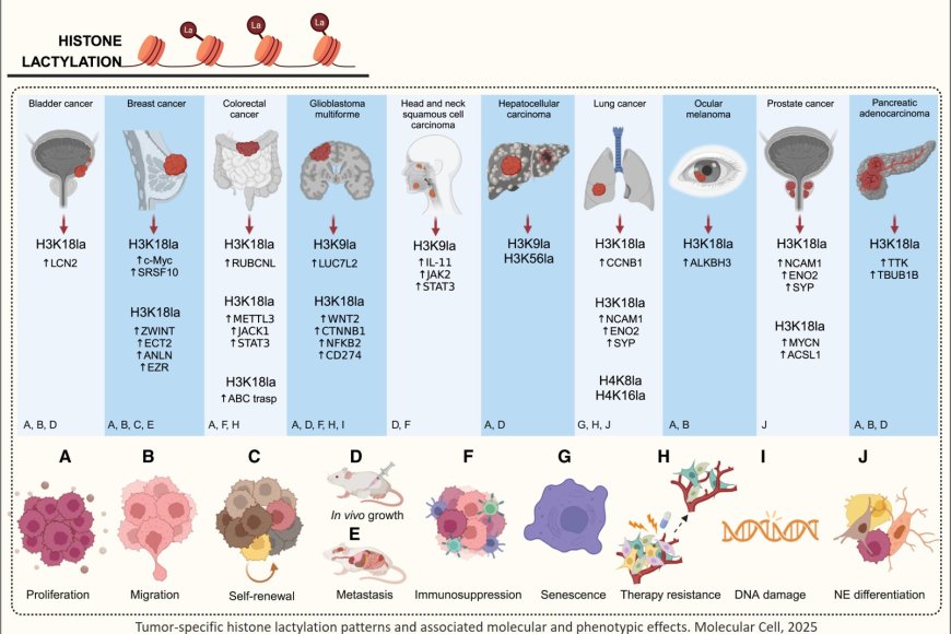 The role of protein lactylation: A kaleidoscopic post-translational ...