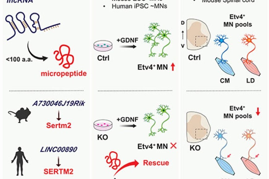 A micropeptide from lncRNA promotes motor neuron subtype specification ...