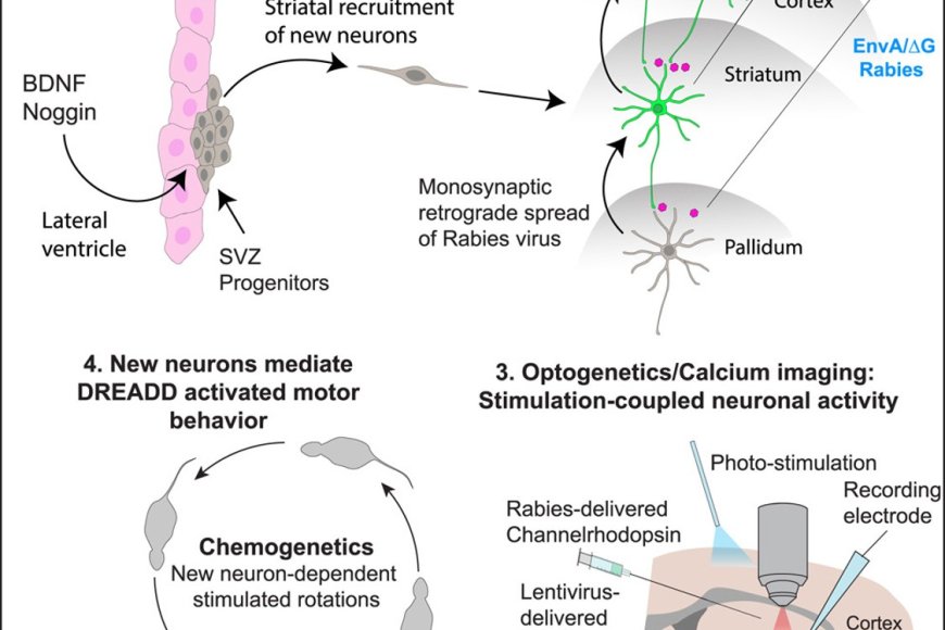 New neurons may reverse damage in Huntington’s disease - Sciencemission
