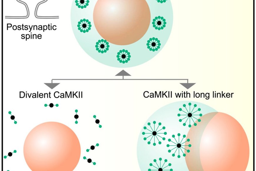 Multiphasic protein condensation governed by shape and valency ...