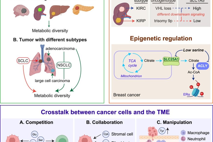 Amino acids in cancer: Understanding metabolic plasticity and ...